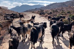 20 Wild & Fun Facts About Crete Greece