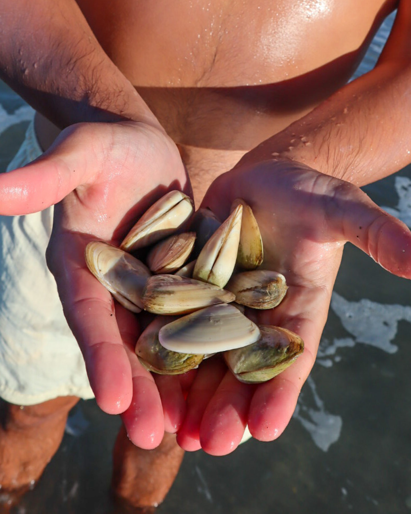 New Zealand Clams: How to Find Tua Tua in the Bay of Plenty