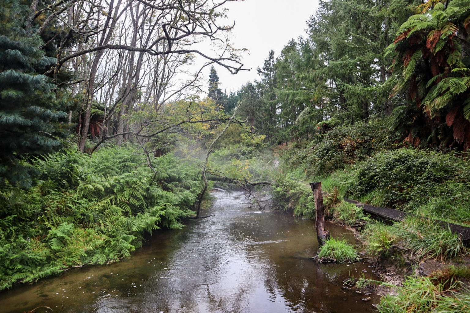 Kerosene Creek: How to Find the Natural Hot Springs of Rotorua