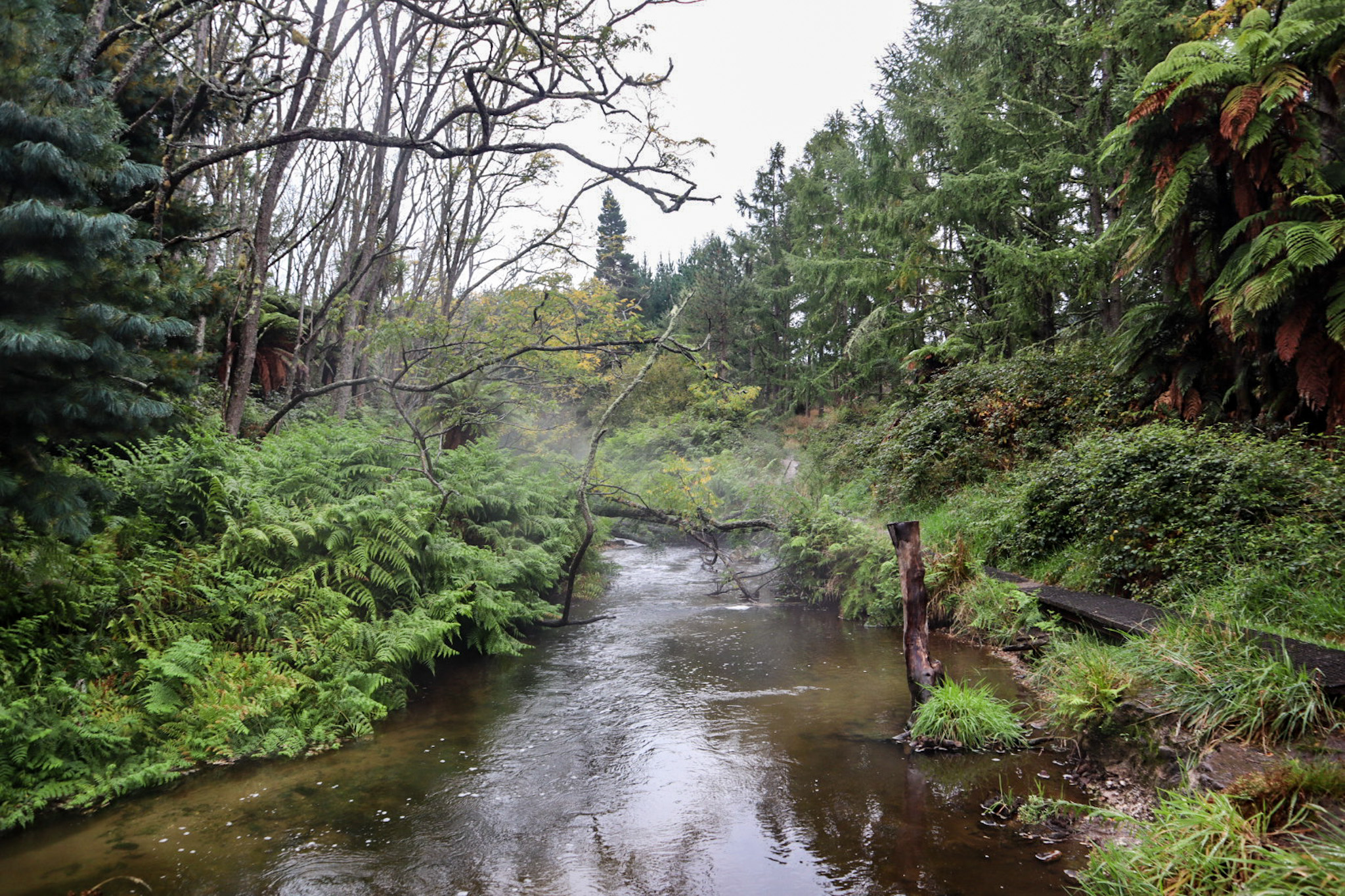 Kerosene Creek: How to Find the Natural Hot Springs of Rotorua
