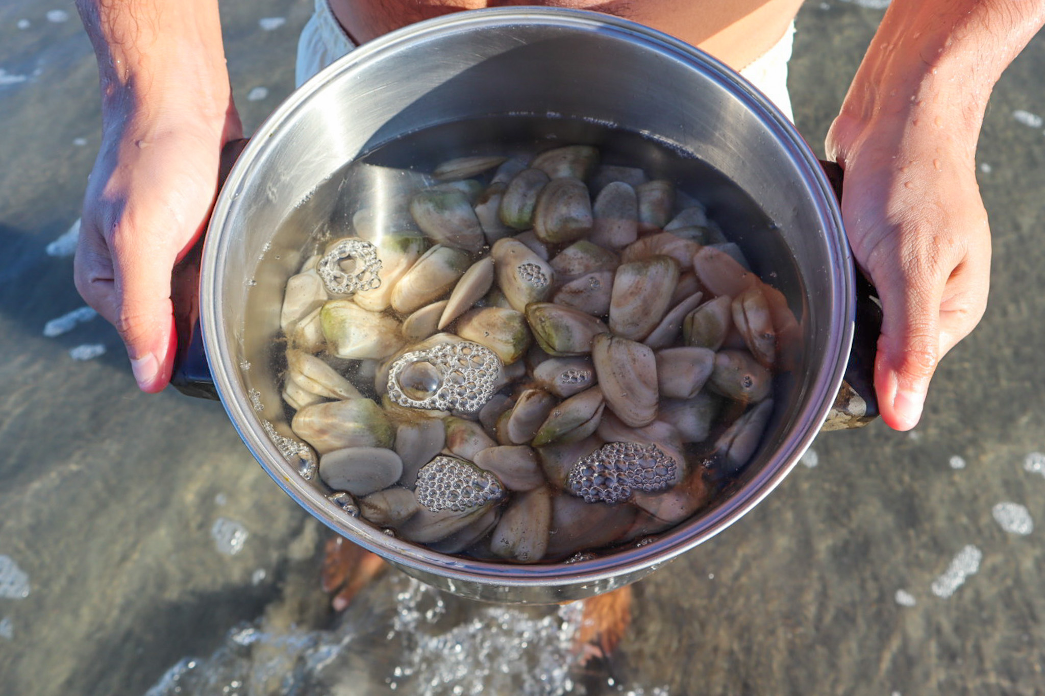 New Zealand Clams: How to Find Tua Tua in the Bay of Plenty