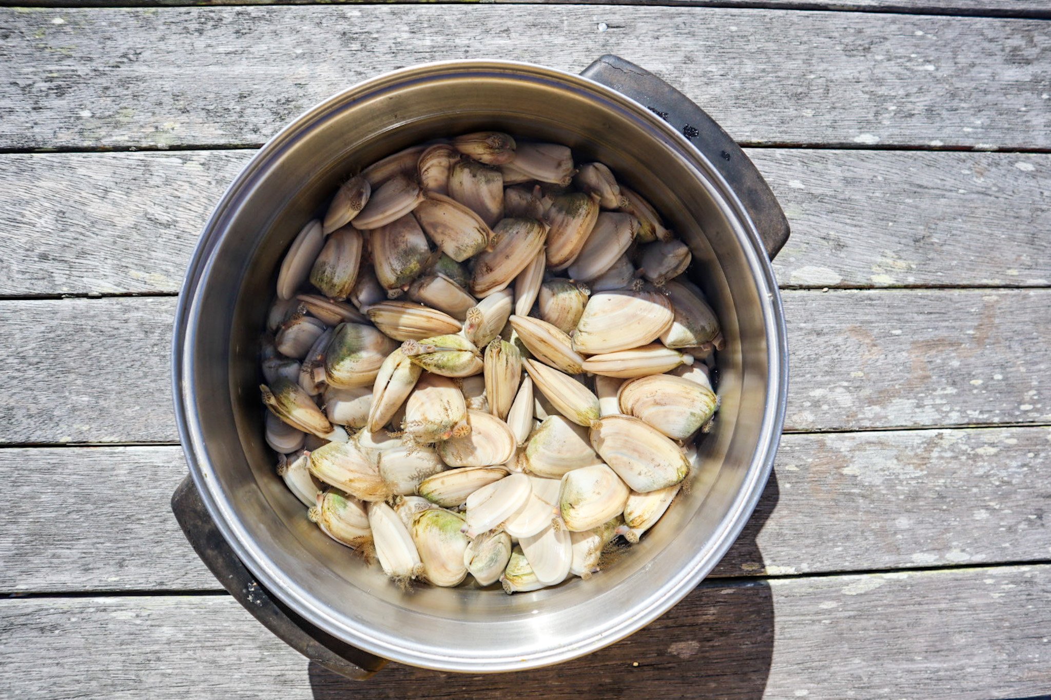 New Zealand Clams: How to Find Tua Tua in the Bay of Plenty