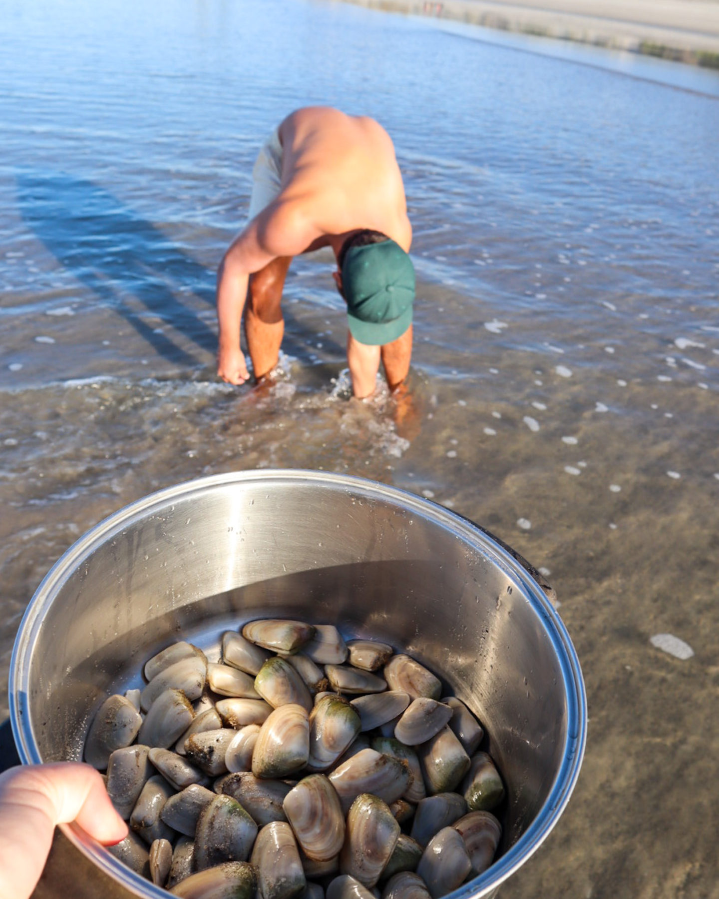 New Zealand Clams: How to Find Tua Tua in the Bay of Plenty