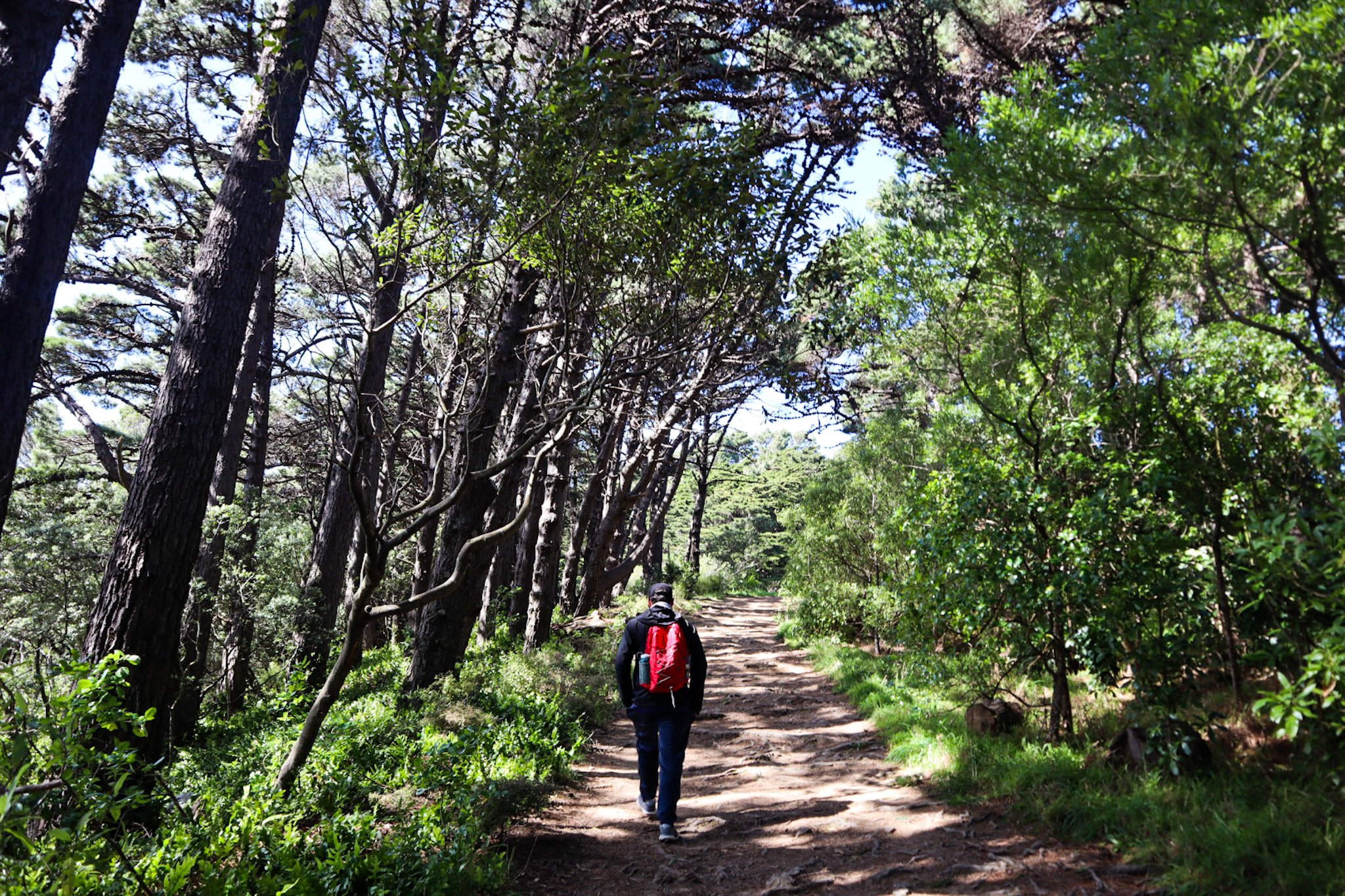Mount Victoria Lookout: How to Get the Best Views of Wellington