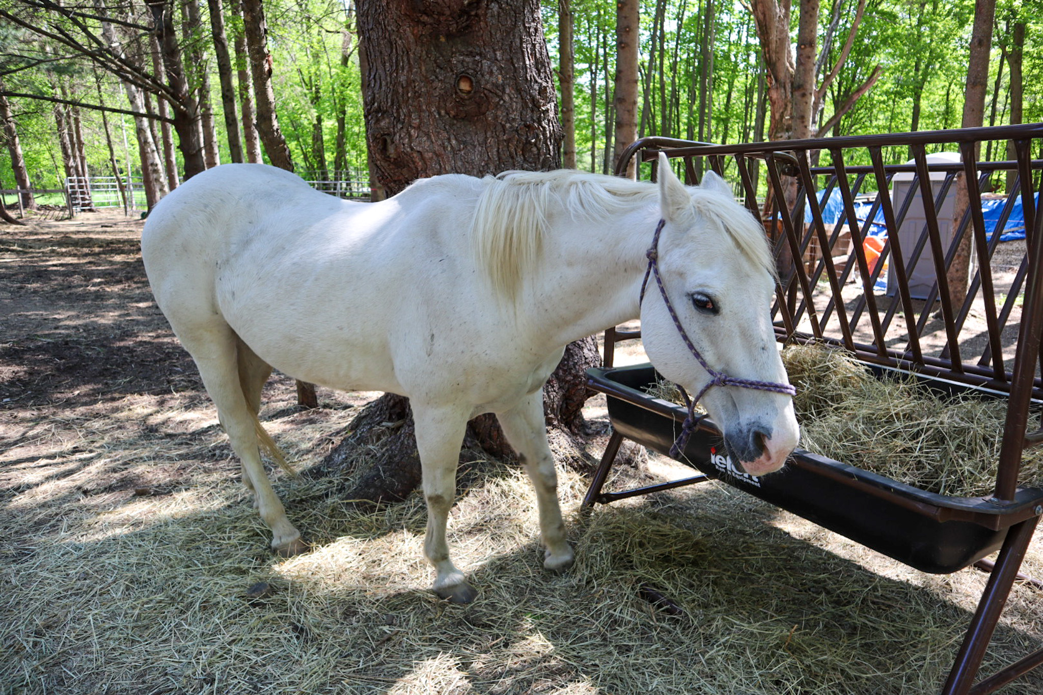 A Day at Berkshire HorseWorks: Riding & EAGALA Therapy