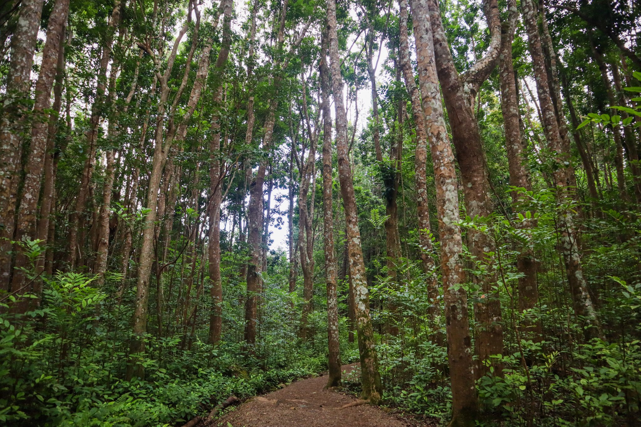 Waihee Ridge Trail: Why It's the Maui Hike You Can't Miss!
