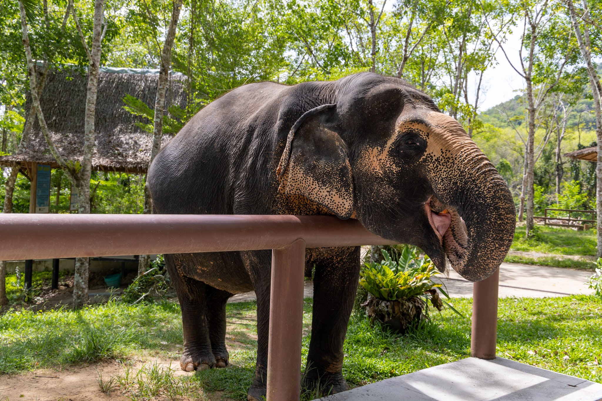How to Visit the Best Elephant Sanctuary in Phuket