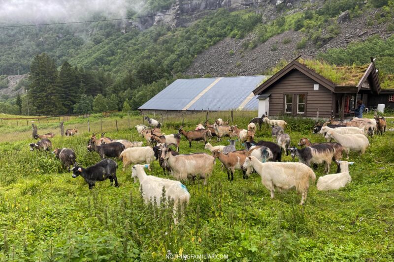 Flam Norway Railway: Why You Should Take the Train & Bike Back