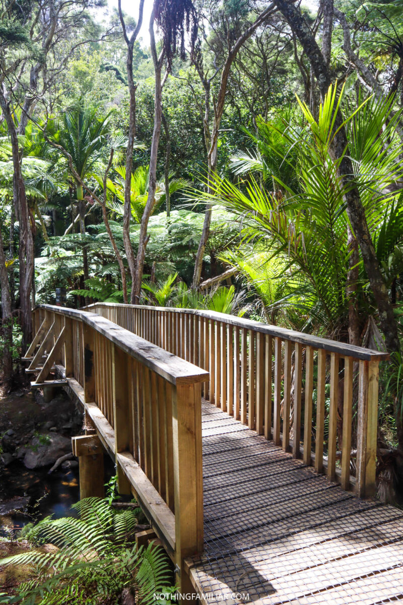 Why Piha Beach & Kitekite Falls is a MUST Visit From Auckland