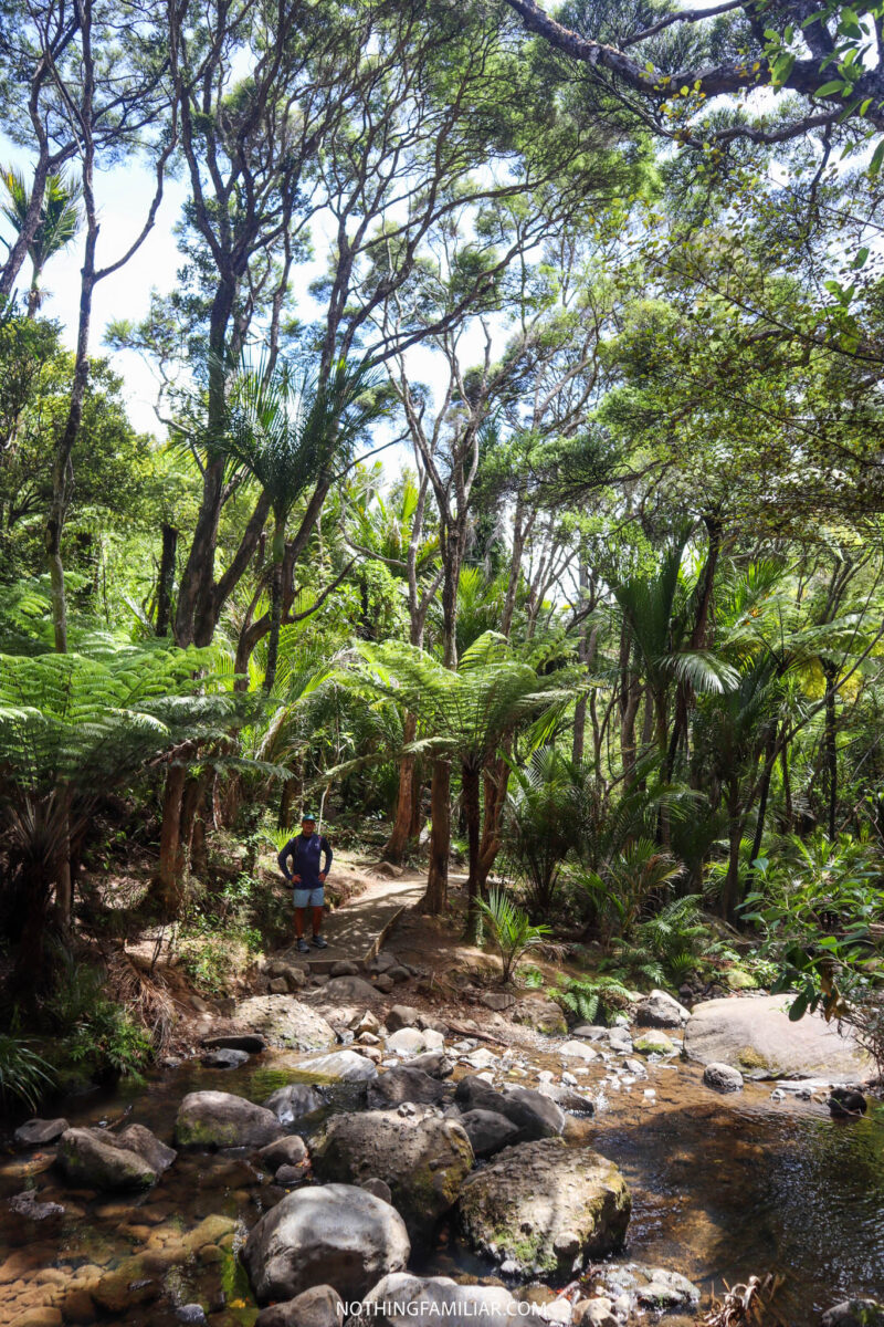 Why Piha Beach & Kitekite Falls is a MUST Visit From Auckland