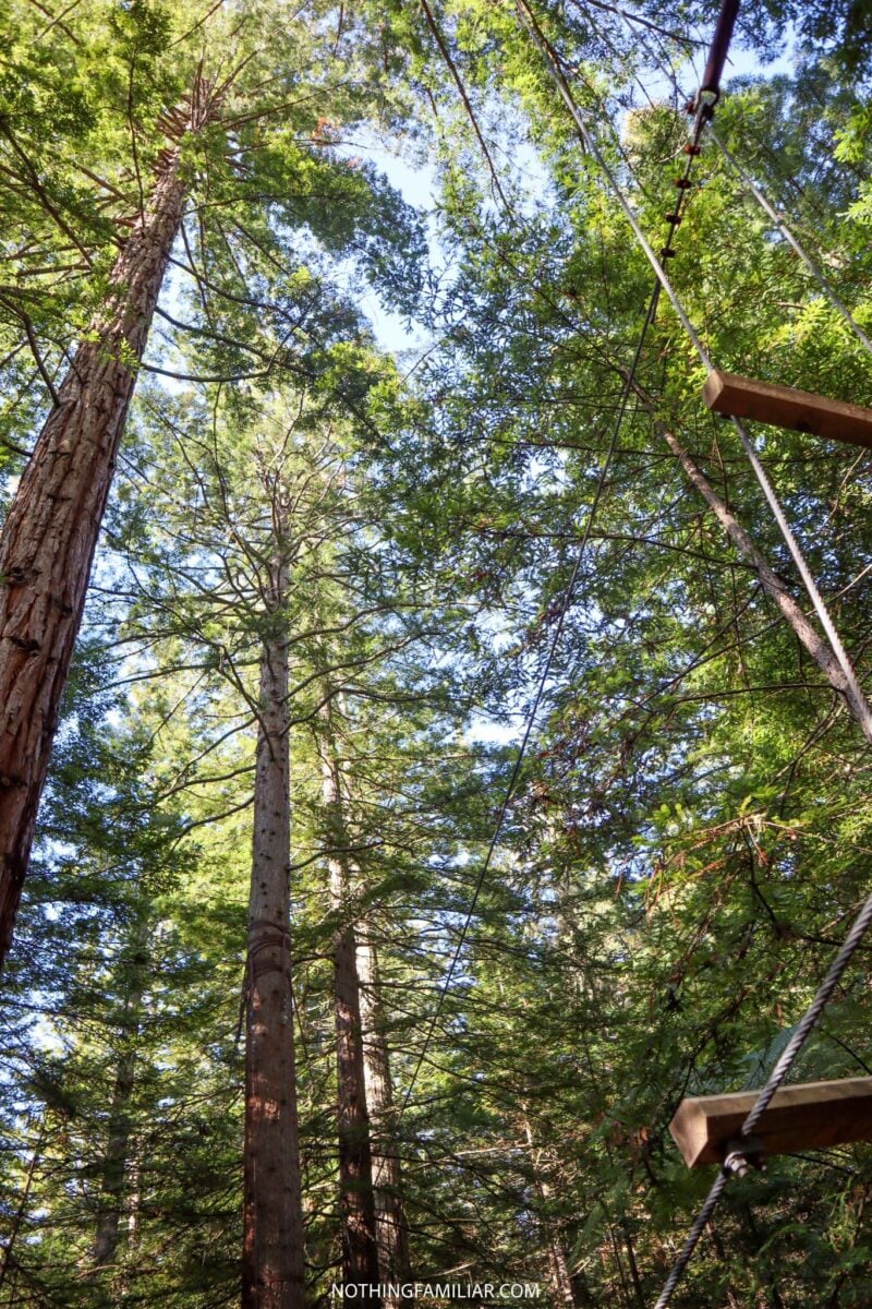 Redwoods Treewalk: The Best Way to See the Rotorua Forest