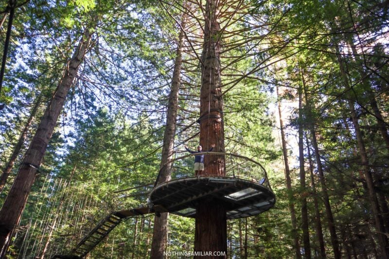 Redwoods Treewalk: The Best Way to See the Rotorua Forest