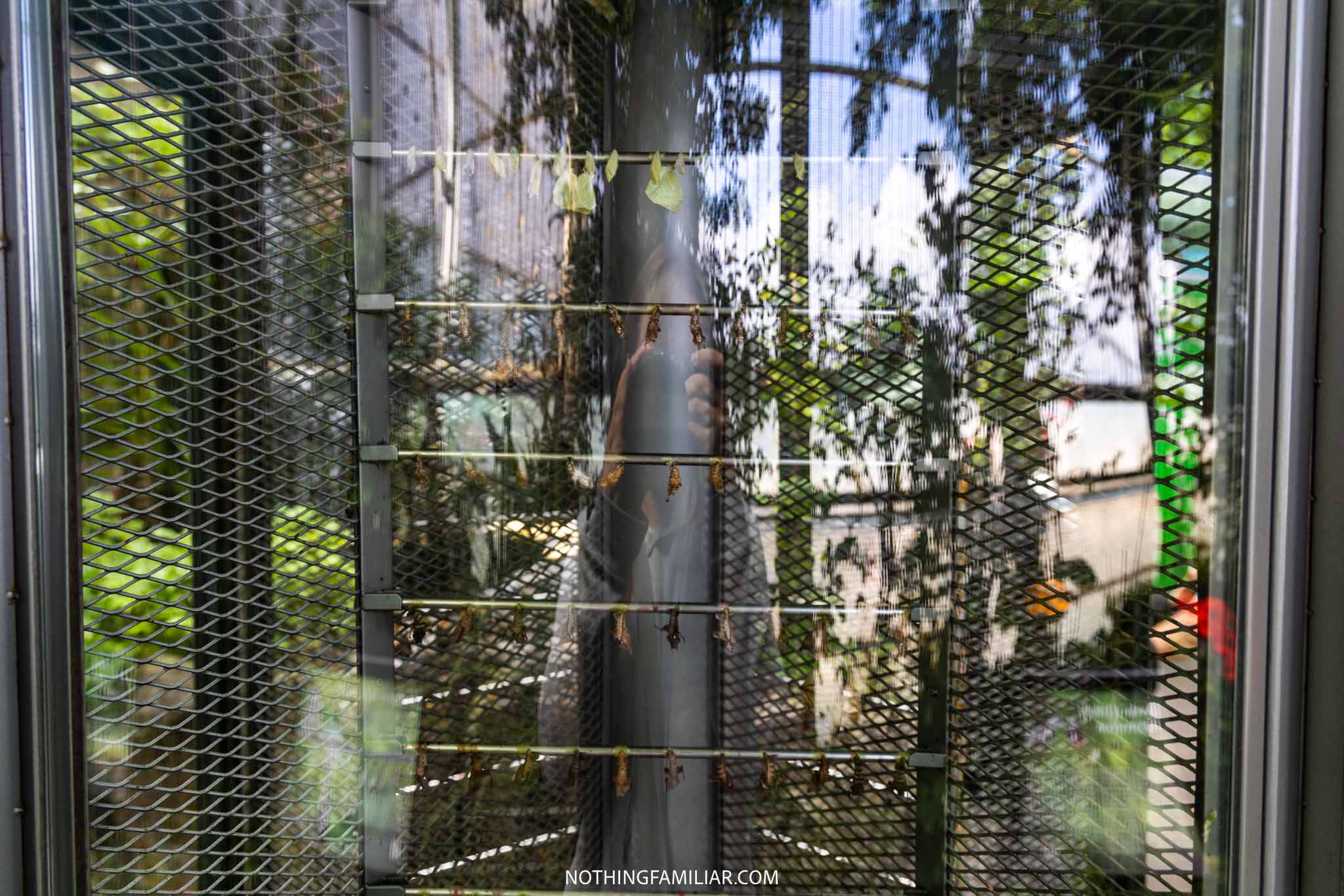 How to Visit the Beautiful Singapore Butterfly Garden at the Airport!