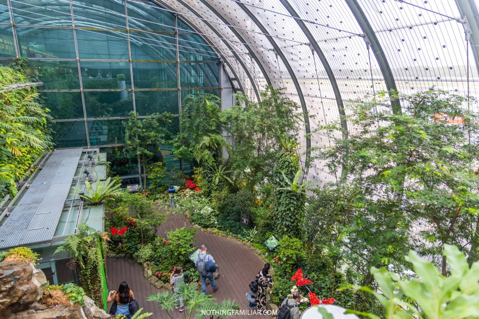 How to Visit the Beautiful Singapore Butterfly Garden at the Airport!