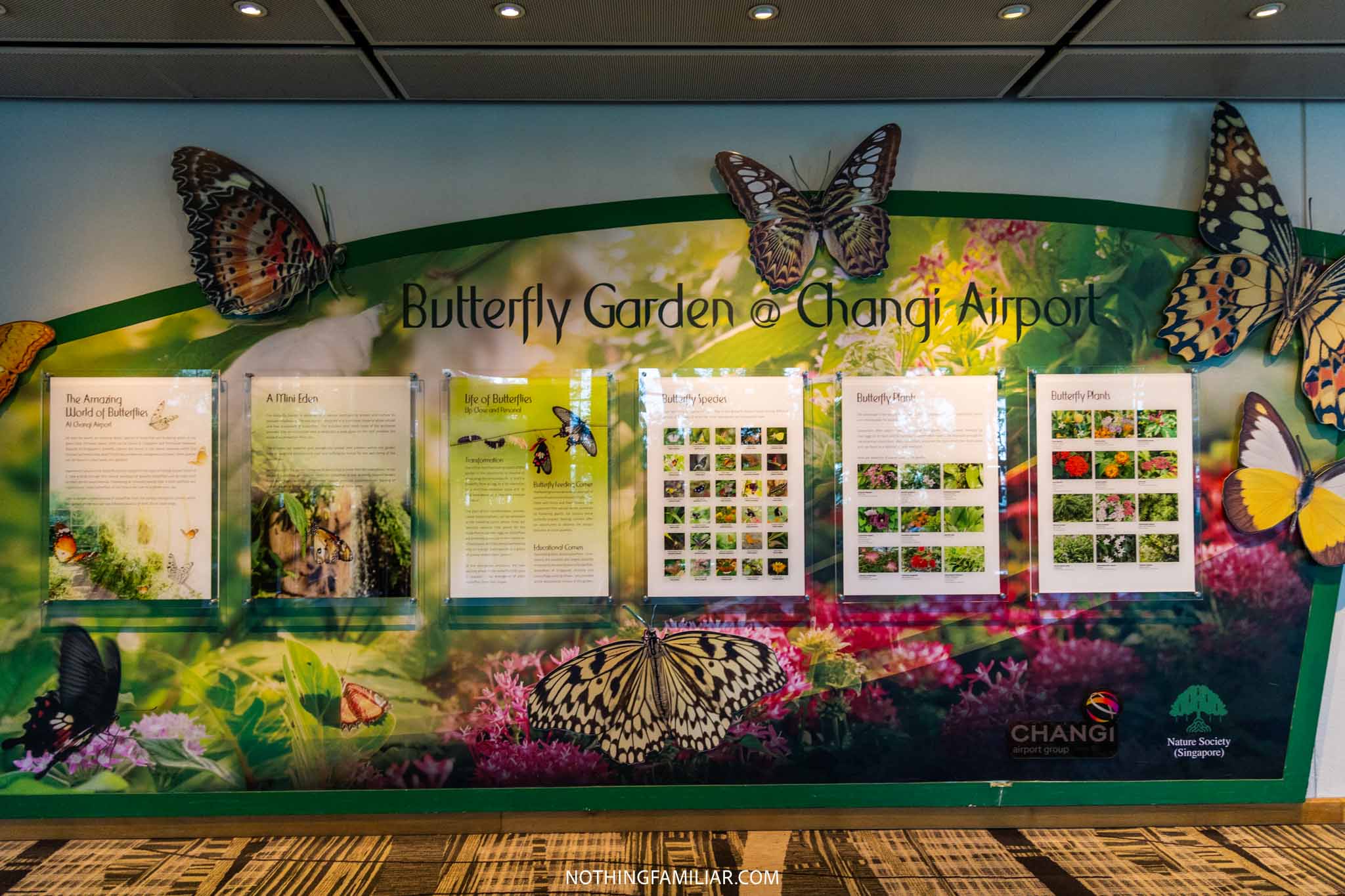 How to Visit the Beautiful Singapore Butterfly Garden at the Airport!