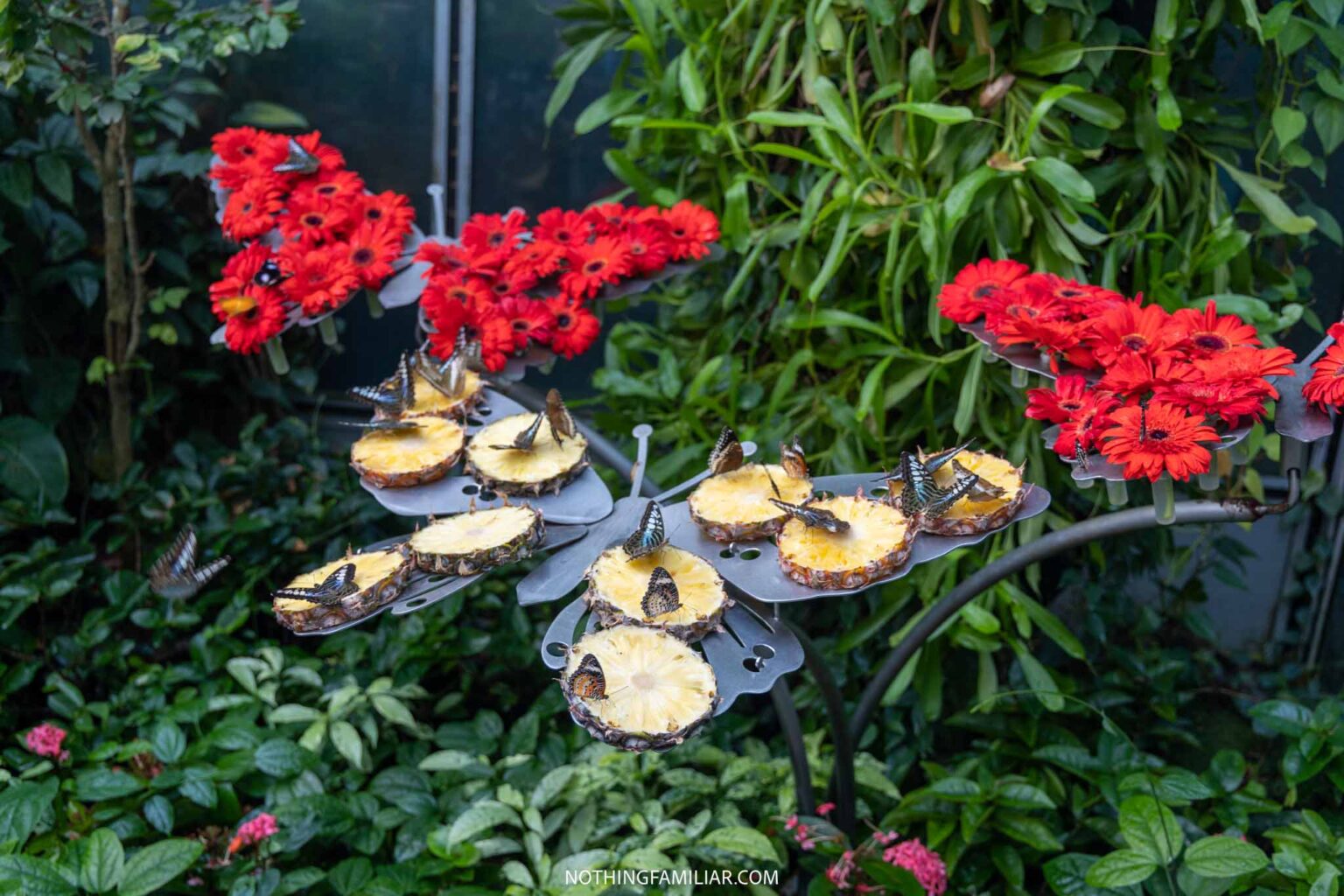 How to Visit the Beautiful Singapore Butterfly Garden at the Airport!