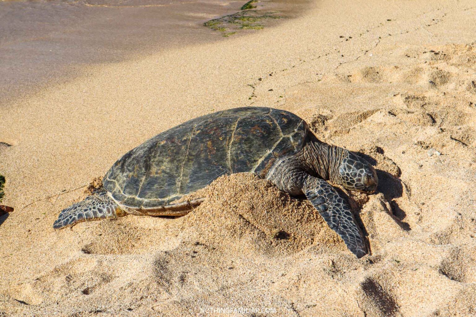 5 Tips For Visiting Turtle Beach Maui (Ho'okipa Beach)