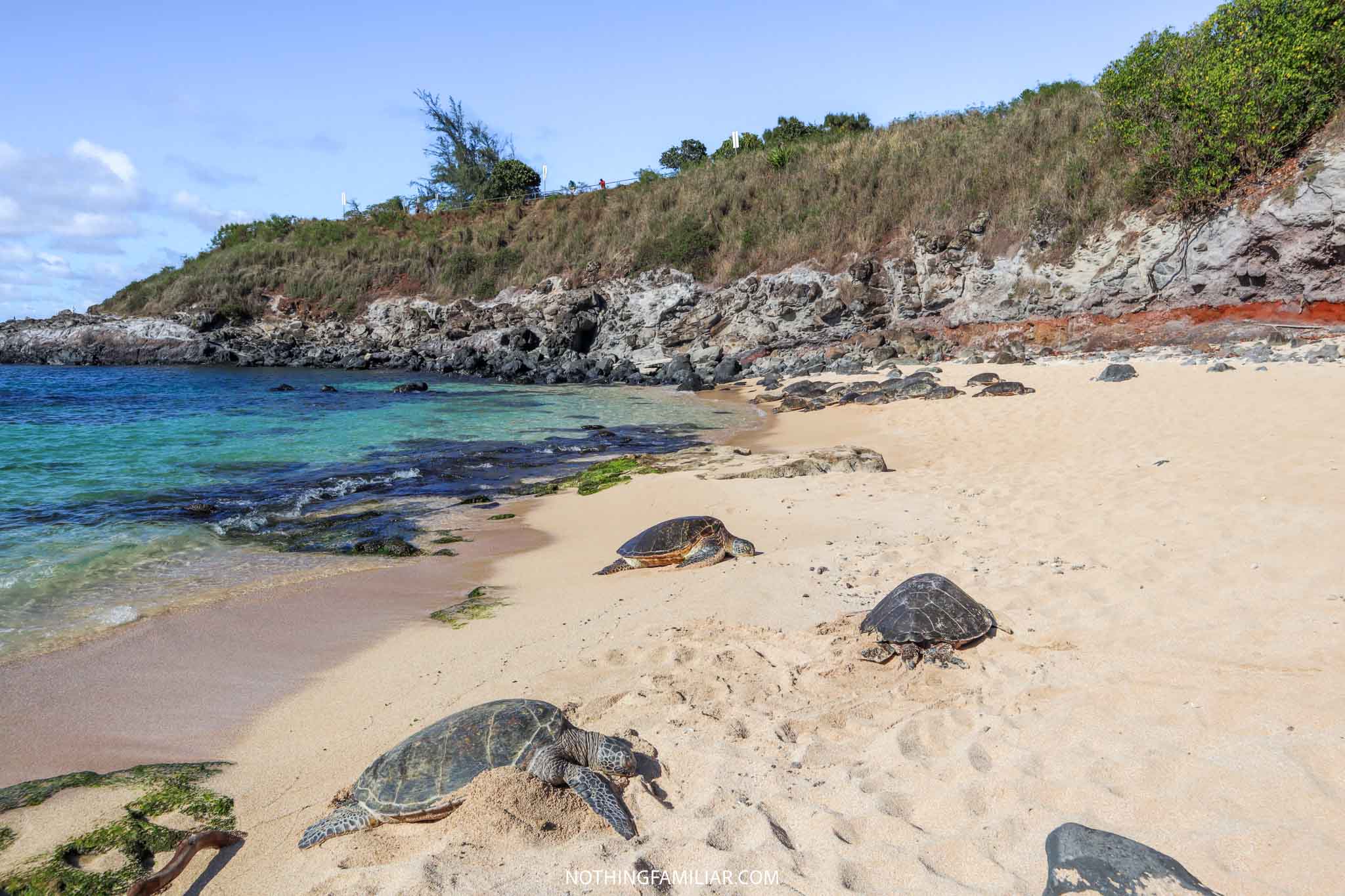 5 Tips For Visiting Turtle Beach Maui (Ho'okipa Beach)