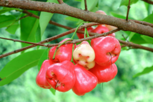 16 Tasty Thai Fruits You ABSOLUTELY Must Try in Thailand