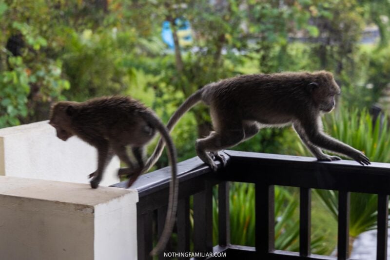 Are the Monkeys in Bali Friendly or Dangerous? (Our Experience)