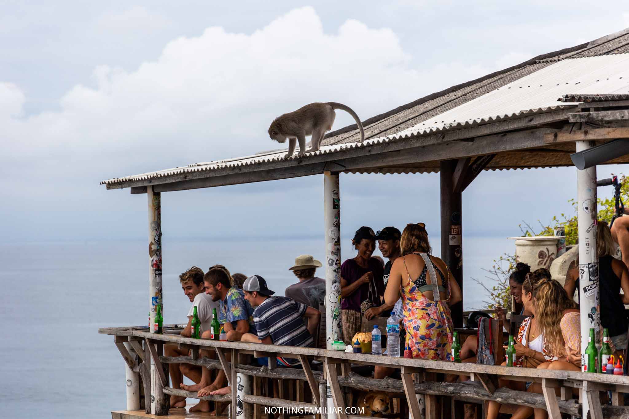 Are the Monkeys in Bali Friendly or Dangerous? (Our Experience)